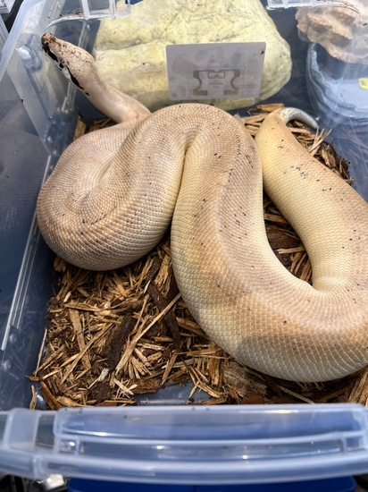 Magpie Blood Python by Batty Exotics