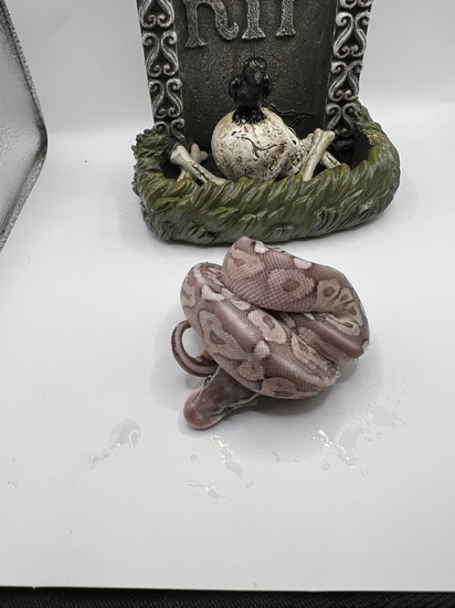 Pewter Fire Ball Python by Batty Exotics