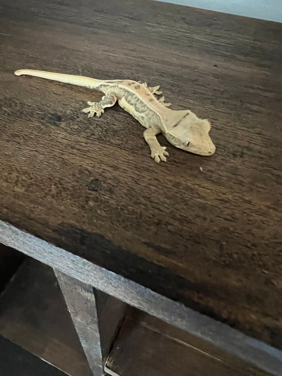 Yellow Lilly White Crested Gecko by Batty Exotics - MorphMarket