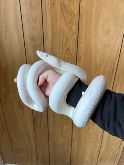 Golden Child Super Phantom Reticulated Python by Batty Exotics