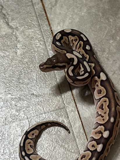 Cinnamon Special Ball Python by Batty Exotics