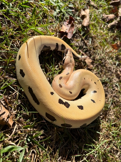 Orange Crush 007 Blood Python by Batty Exotics
