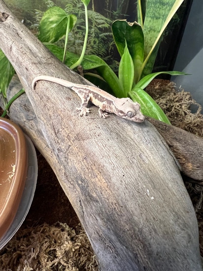 Lilly White Crested Gecko by Batty Exotics