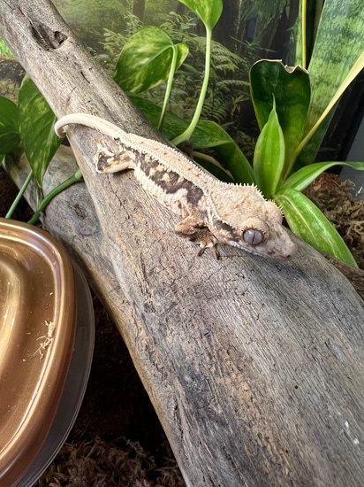 Tri Color Lilly White Crested Gecko by Batty Exotics