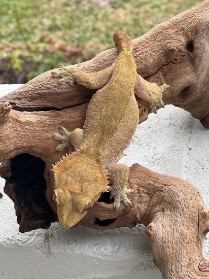 Red Crested Gecko by Batty Exotics