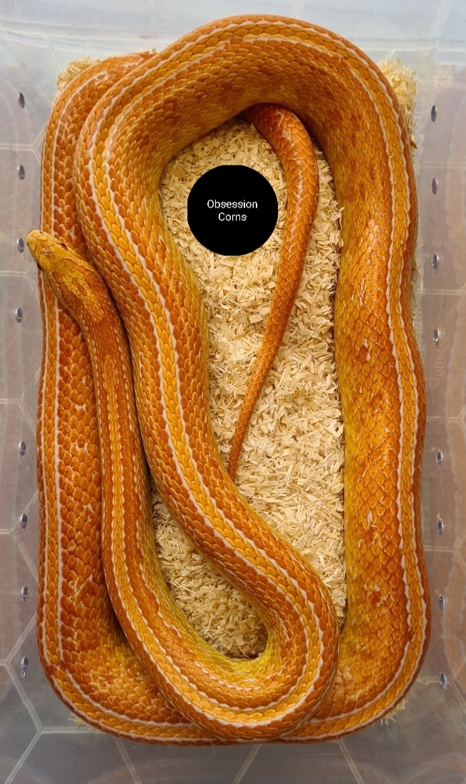 Auratum Tessera Corn Snake by Obsession Corns - MorphMarket