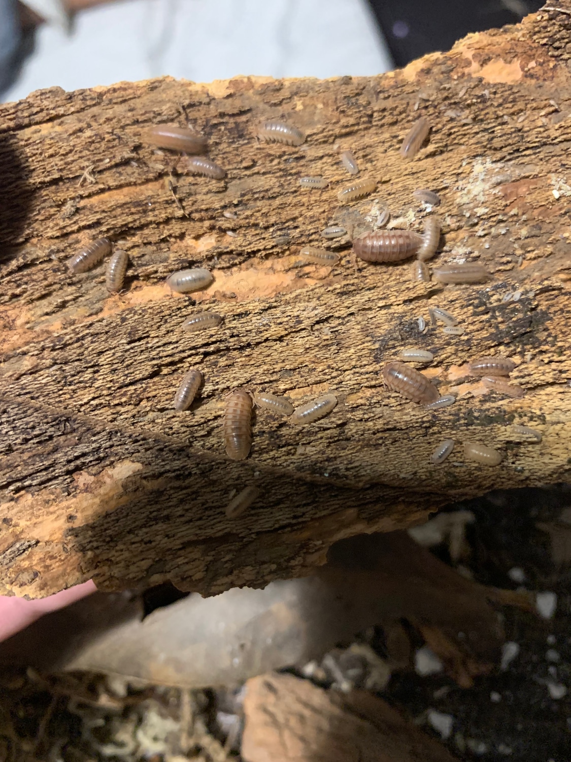 10ct Peach Isopod by Michiganda isopods - MorphMarket