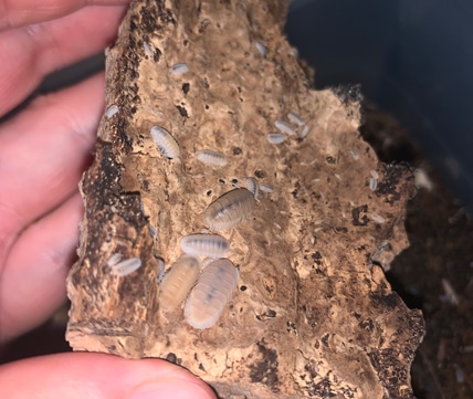 10ct Peach Isopod by Michiganda isopods - MorphMarket