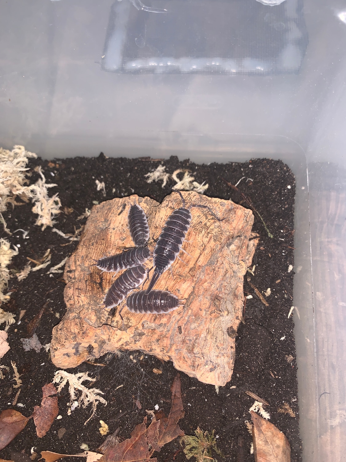 10ct Porcellio Hoffmannseggi “Titan Isopod by Michiganda isopods ...