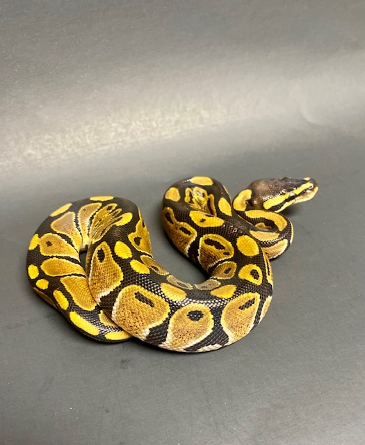 Normal (Import) Ball Python by Wilson Exotics - MorphMarket