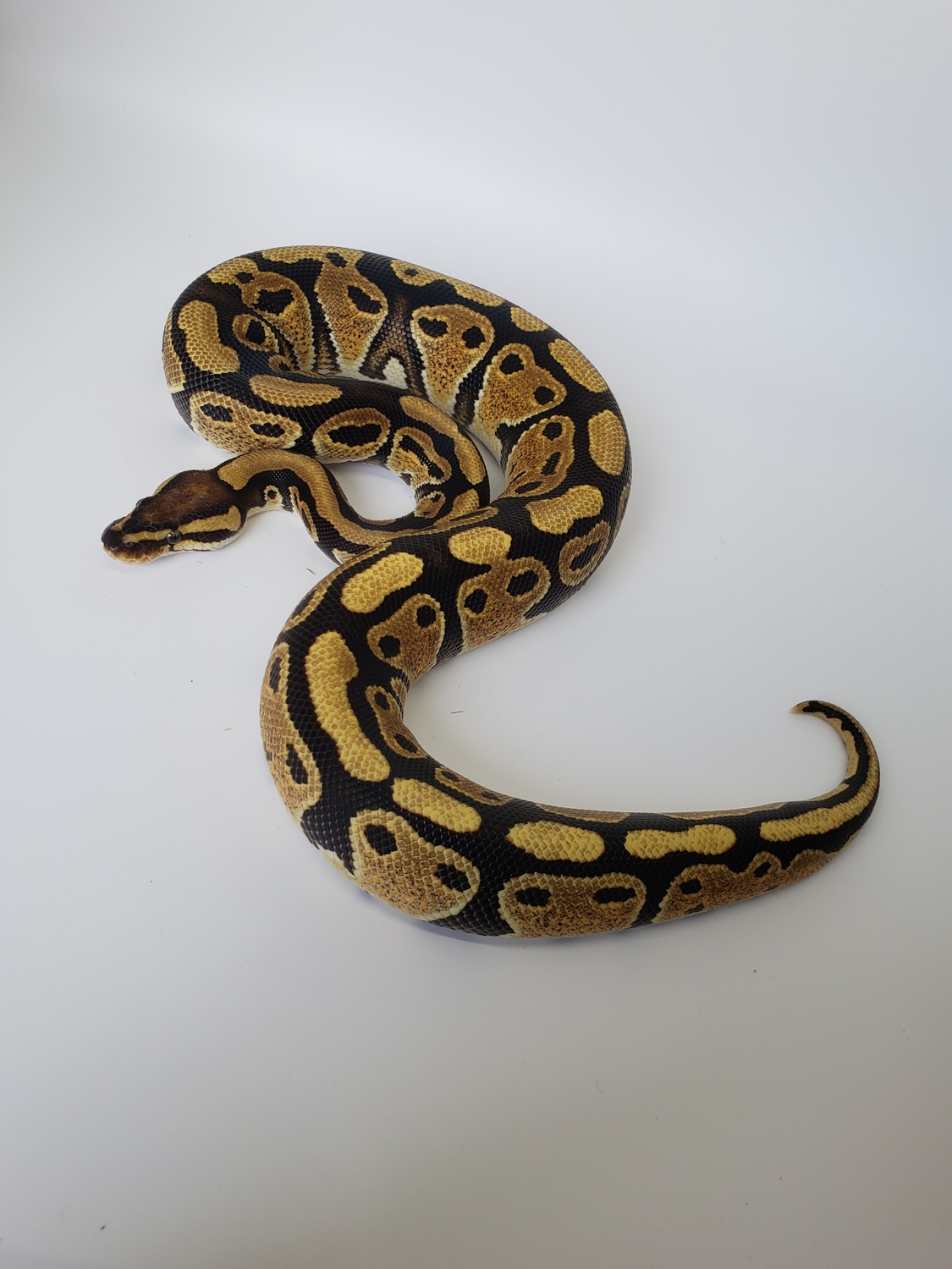 Vanilla Het Clown Ball Python by Bawn Journo Ball Pythons - MorphMarket
