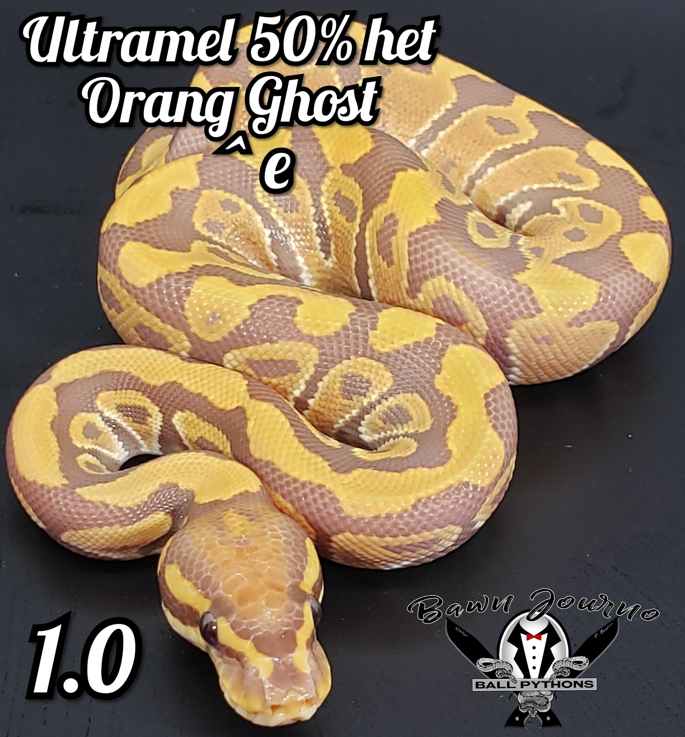 Male Ultramel 50% Het Orange Ghost Ball Python by Bawn Journo Ball ...