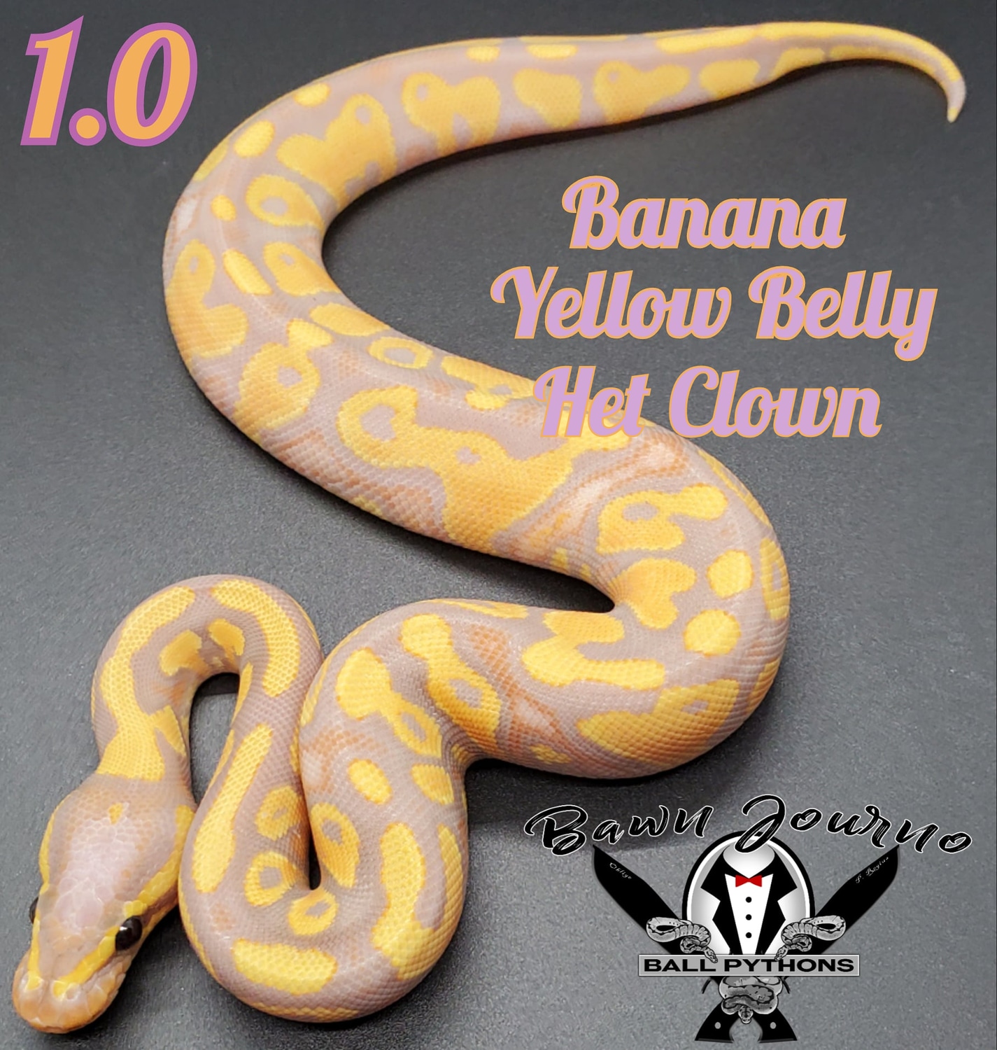 Banana Yellow Belly Het Clown Ball Python by Bawn Journo Ball Pythons ...