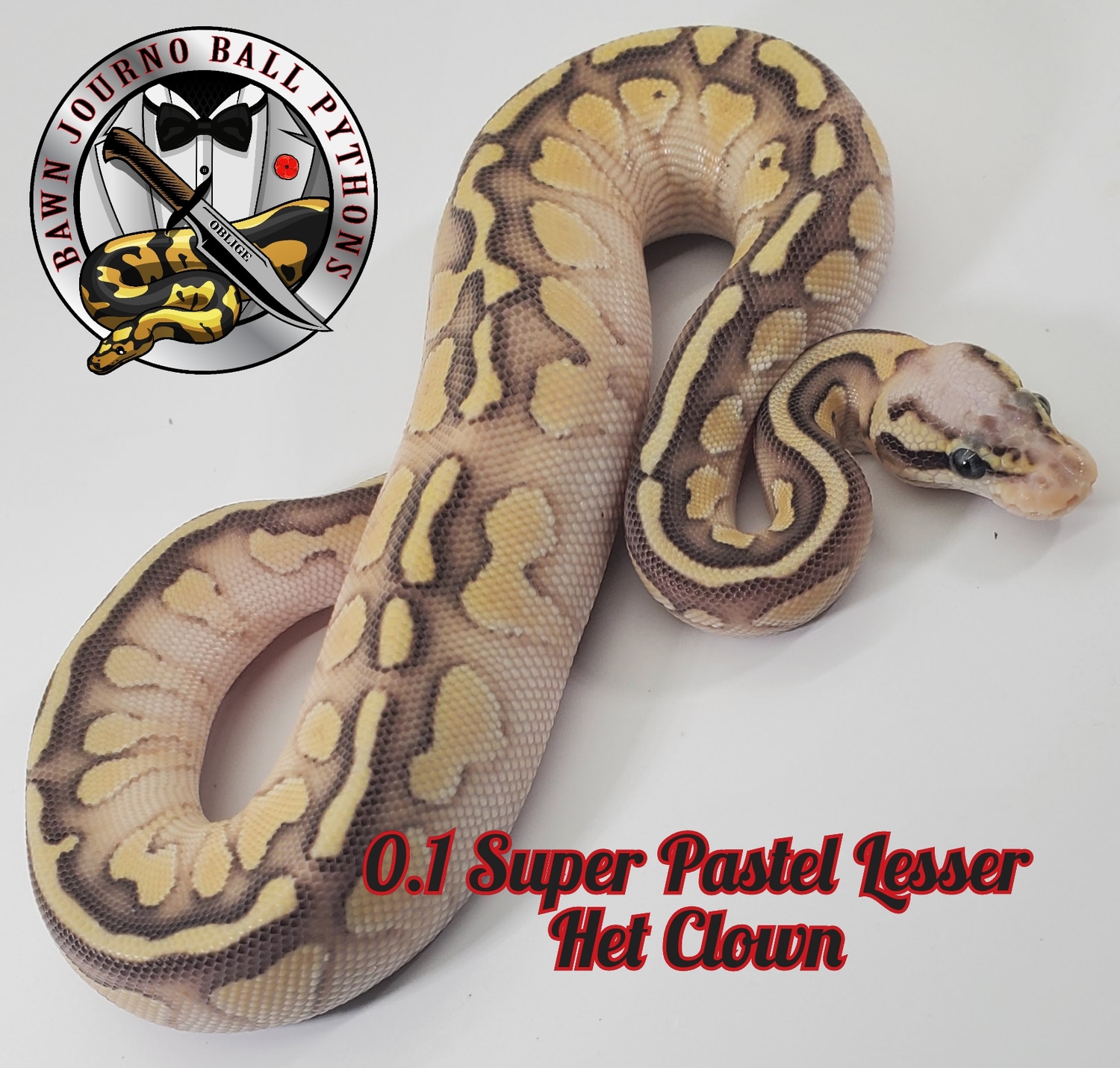 Super Pastel Lesser Het Clown Ball Python by Bawn Journo Ball Pythons ...