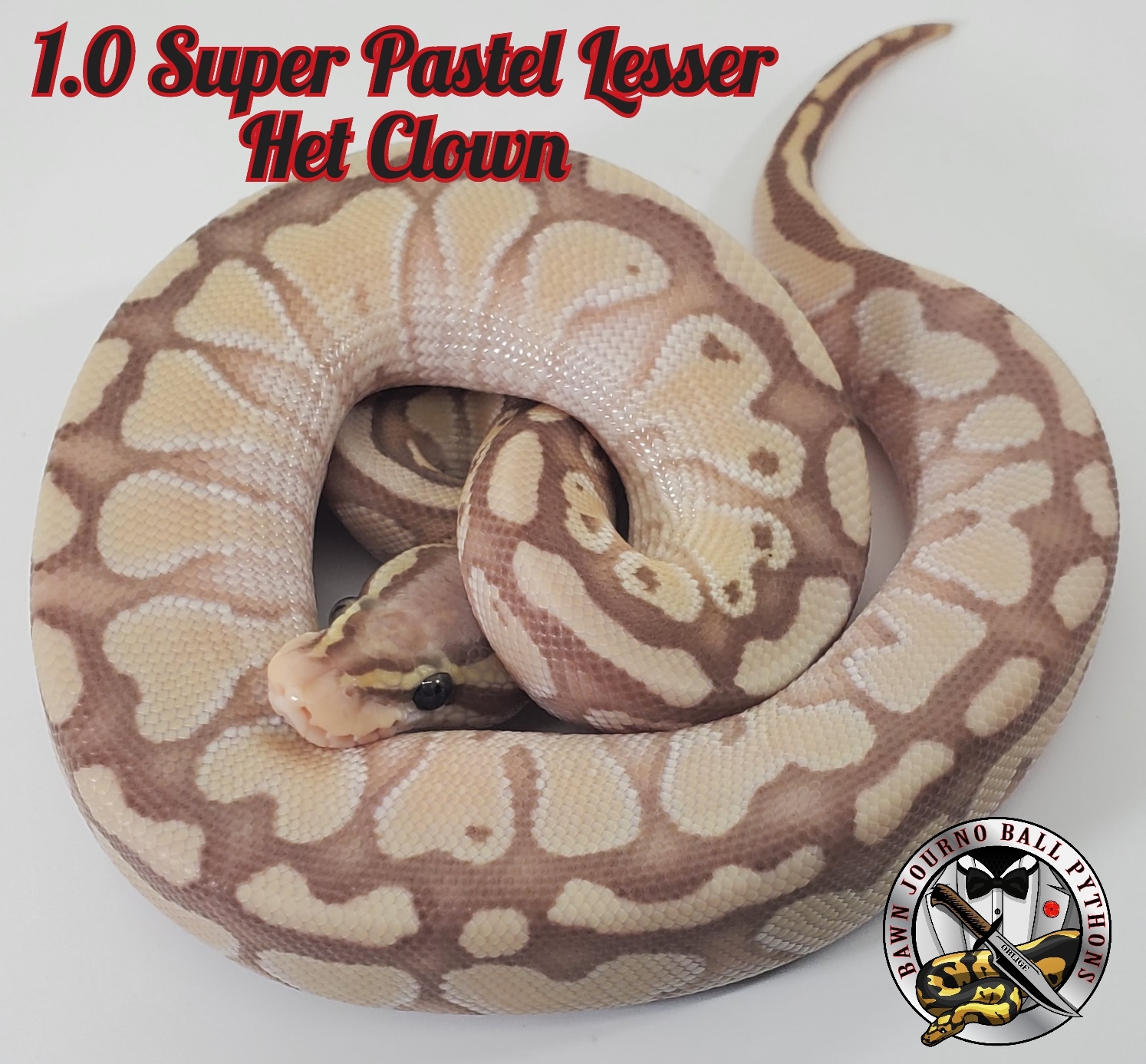 Super Pastel Lesser Het Clown Ball Python by Bawn Journo Ball Pythons ...
