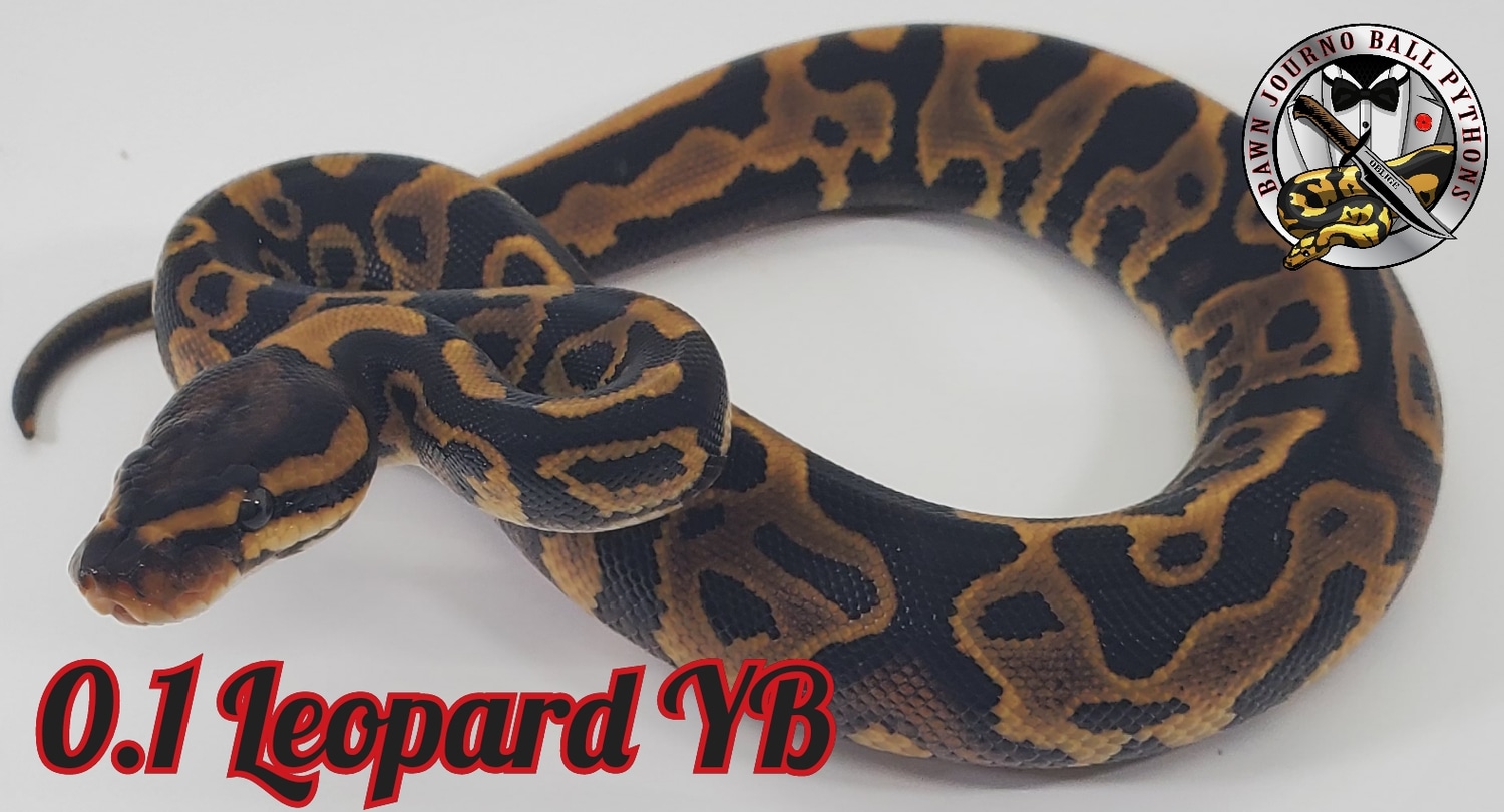 Leopard Yellow Belly Ball Python by Bawn Journo Ball Pythons - MorphMarket