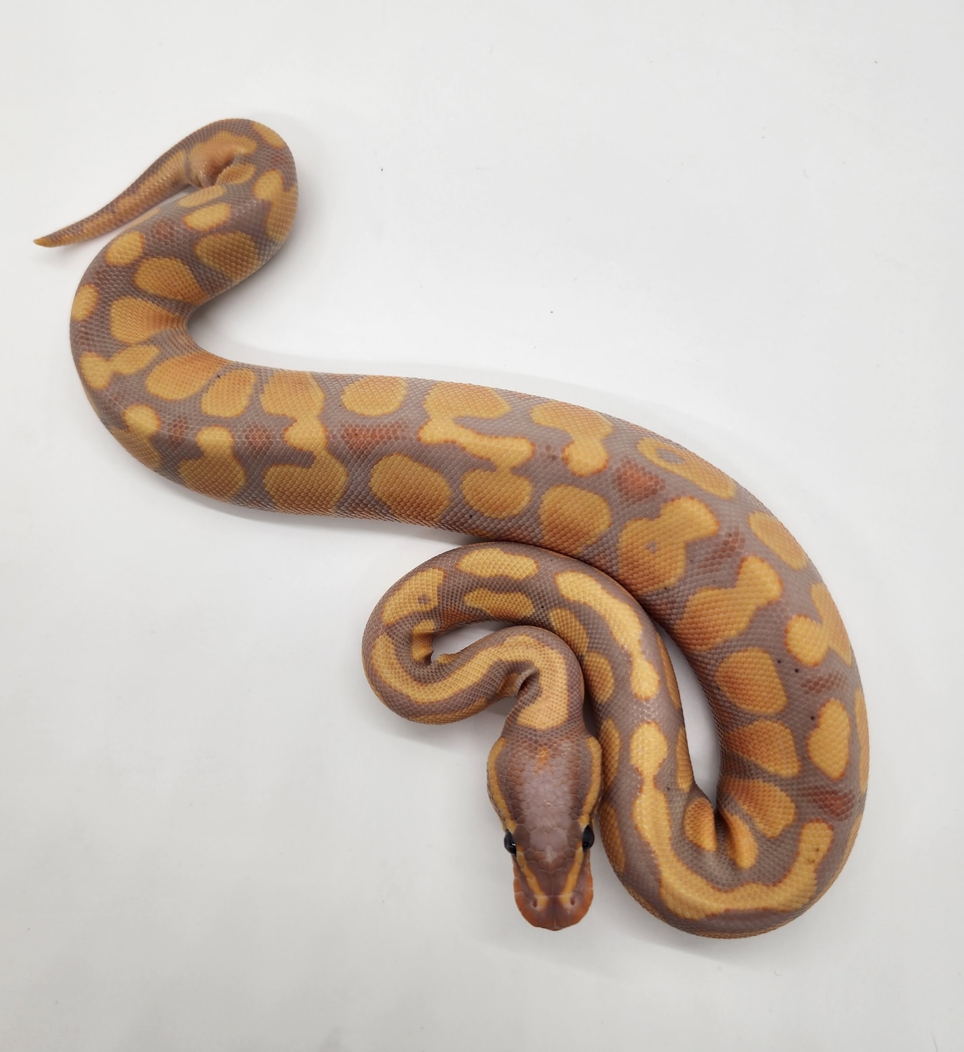 Male Banana Blade Poss Het Clown Ball Python by Bawn Journo Ball Pythons - MorphMarket