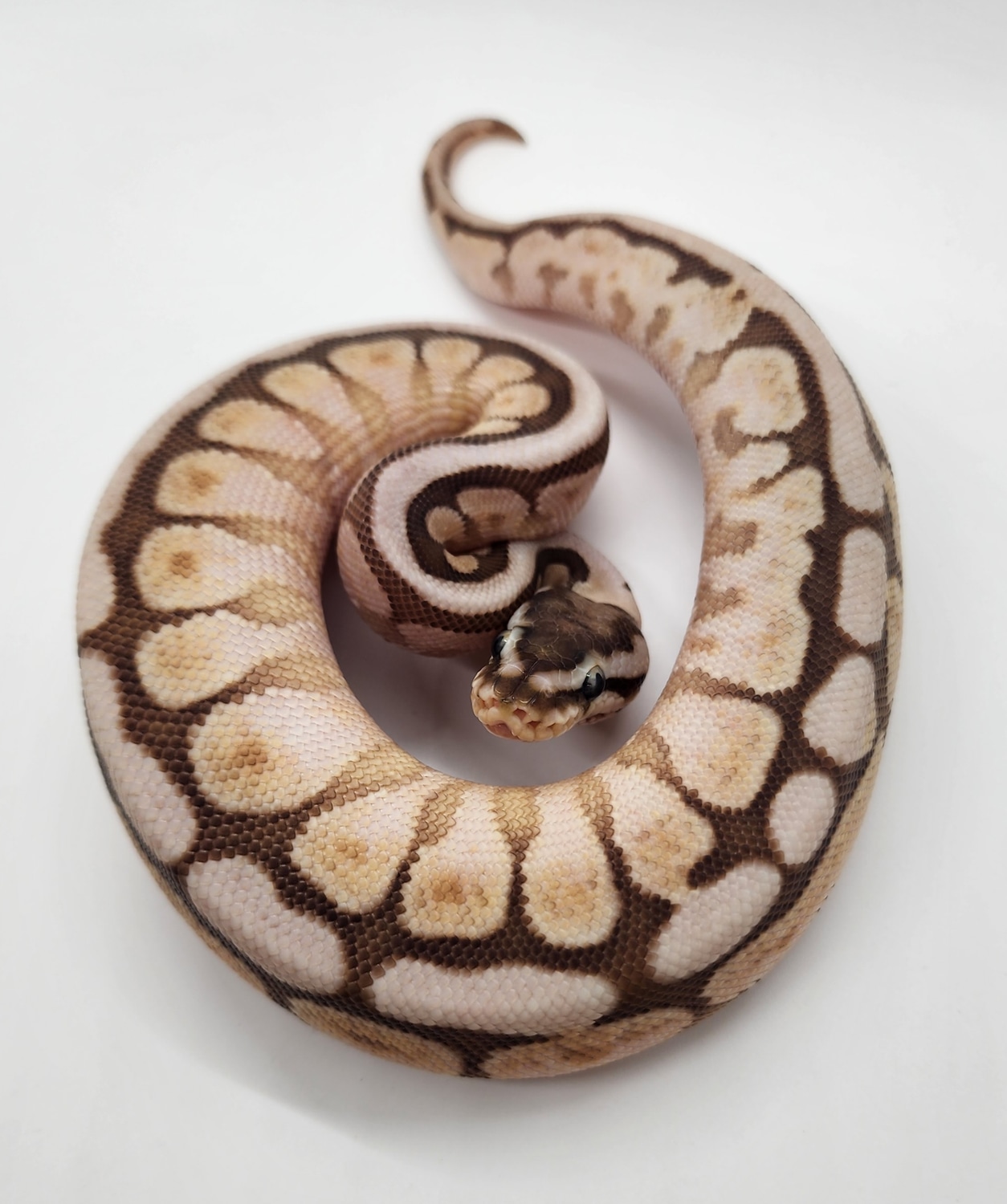 Male Black Pastel Spider Butter Het Lavender Albino Ball Python by Bawn ...