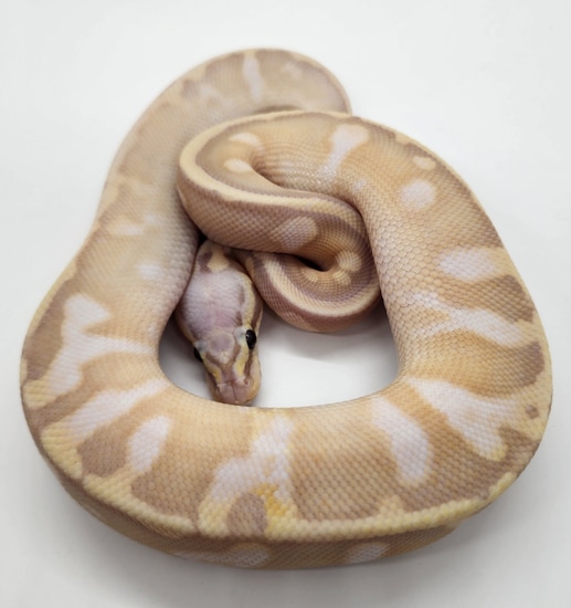 Male Pastel Fire Banana Sugar 66% Het Puzzle Ball Python by Bawn Journo ...