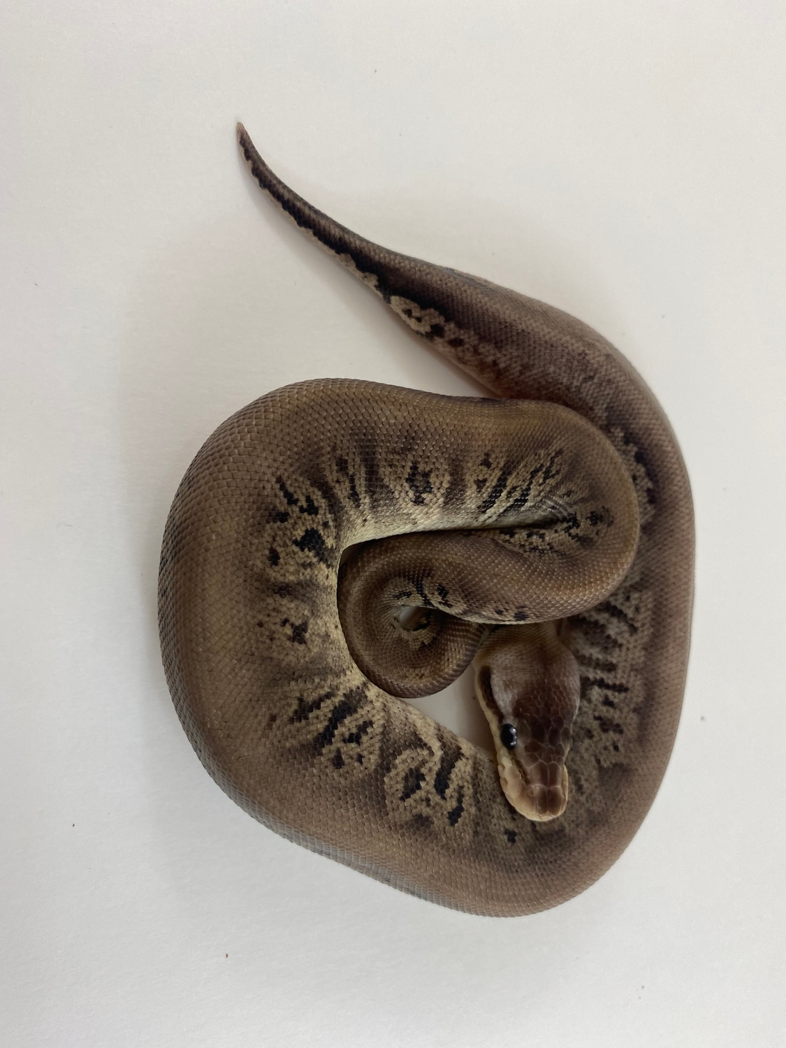 Mahogany Black Pewter Het Albino Ball Python by The Snake Chamber ...