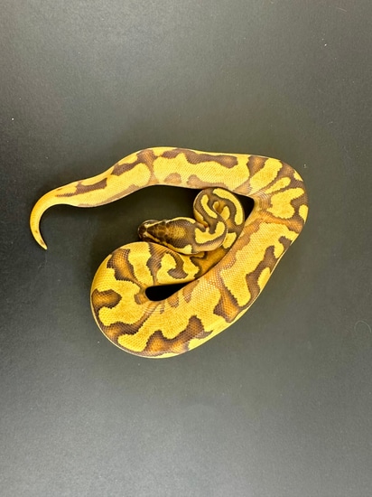 Enchi Fire Orange Dream Yellow Belly Het Piebald Ball Python by The ...