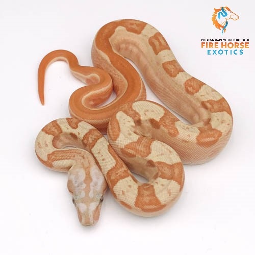 Poss Jungle Motley Sunglow VPI Boa Constrictor by Fire Horse Exotics LLC