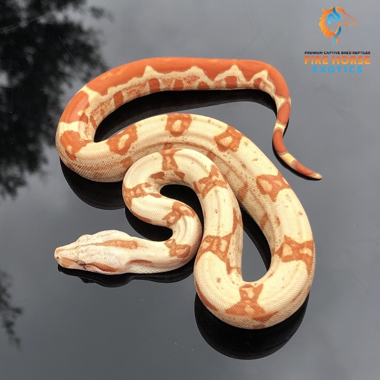 Jungle Sunglow VPI Boa Constrictor by Fire Horse Exotics LLC - MorphMarket