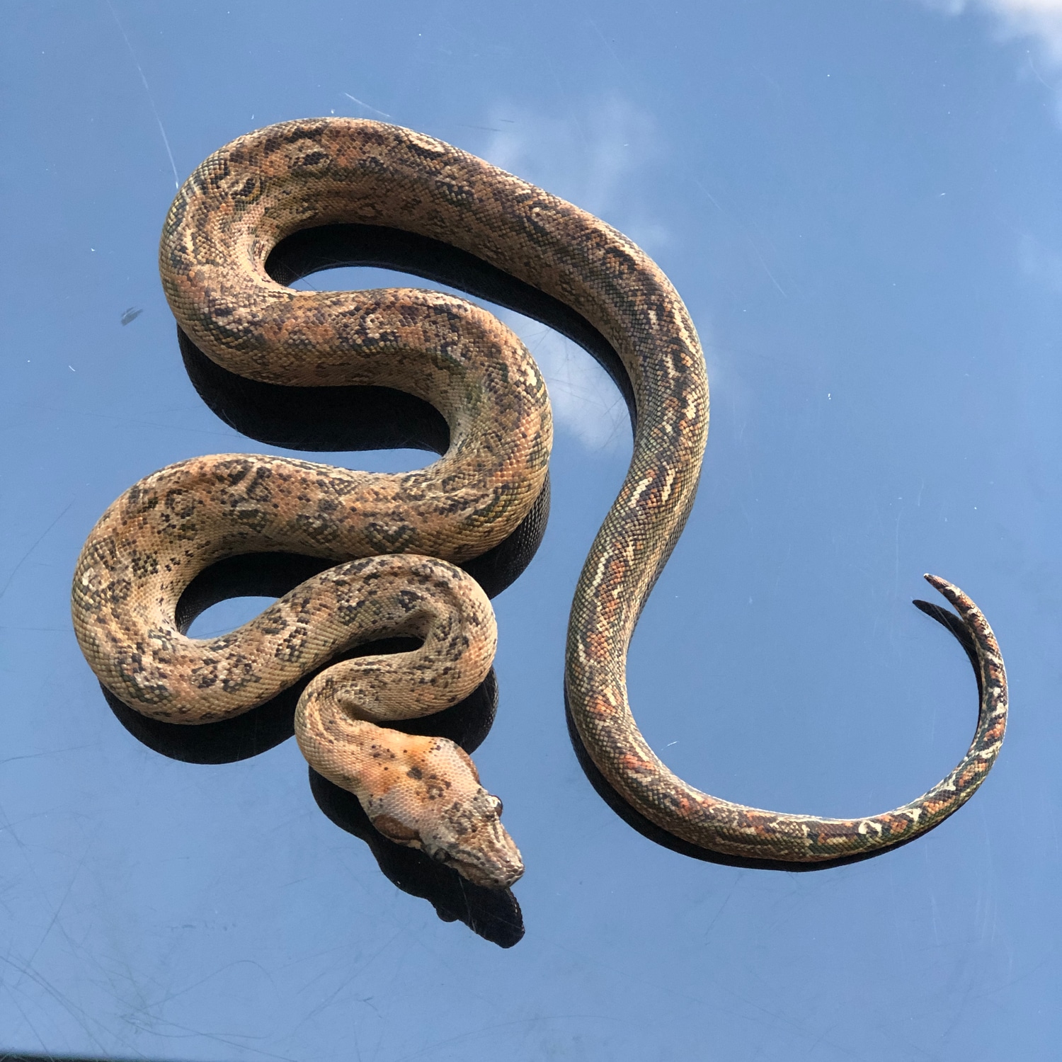 Leopard Boa Boa Constrictor by Fire Horse Exotics LLC - MorphMarket