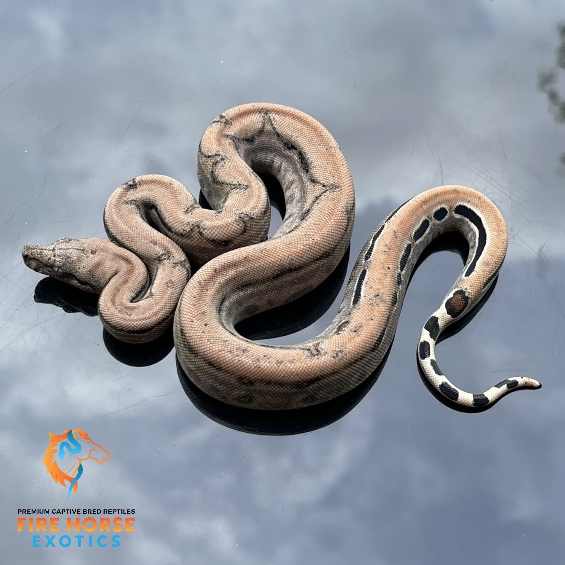 Scoria Het T+ Central Boa Constrictor by Fire Horse Exotics LLC ...