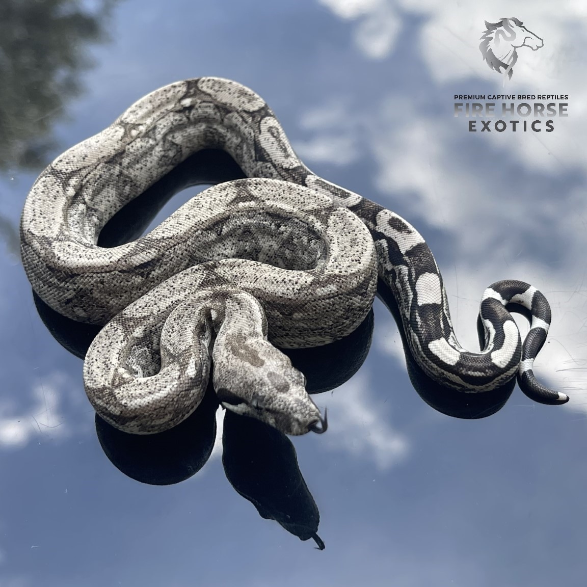 Anery Arabesque Boa Constrictor by Fire Horse Exotics LLC - MorphMarket