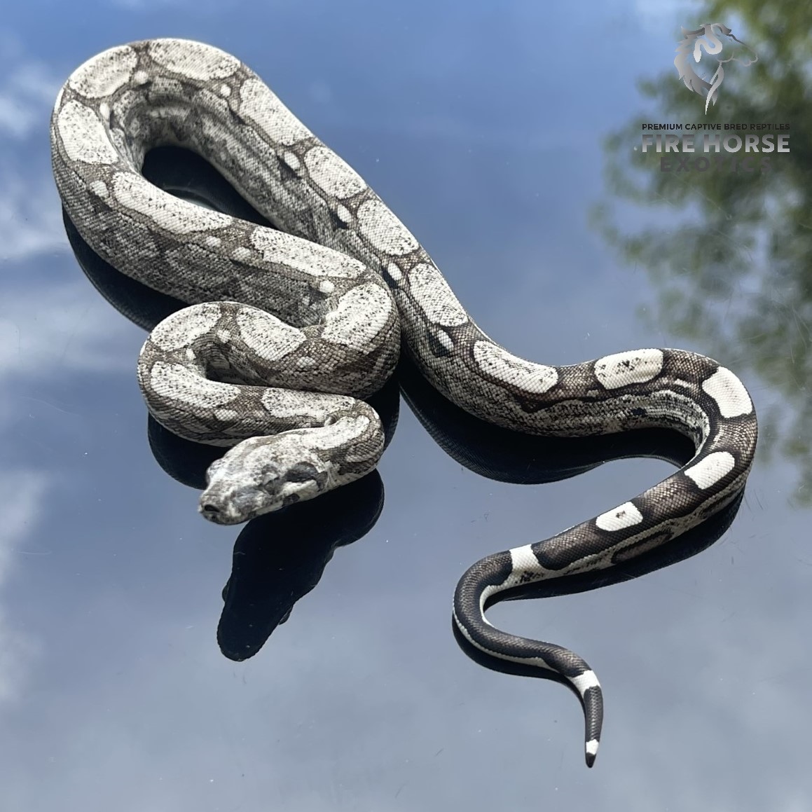 Anery Arabesque Boa Constrictor by Fire Horse Exotics LLC - MorphMarket