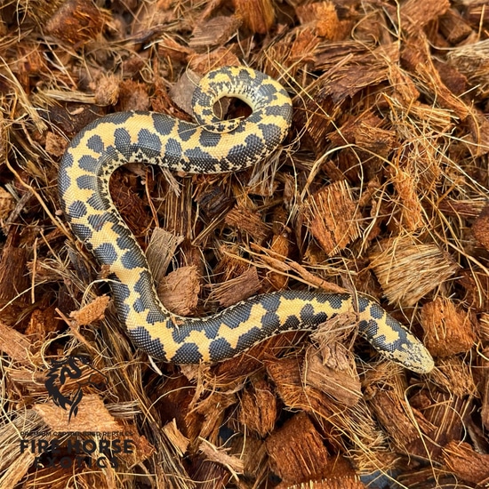 Kenya Sand Boa Kenyan Sand Boa by Fire Horse Exotics LLC