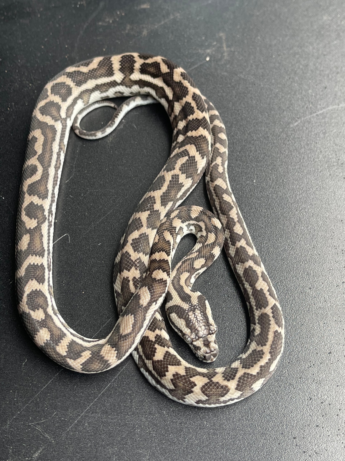 Axanthic Het Snow Other Carpet Python by Fire Horse Exotics LLC ...