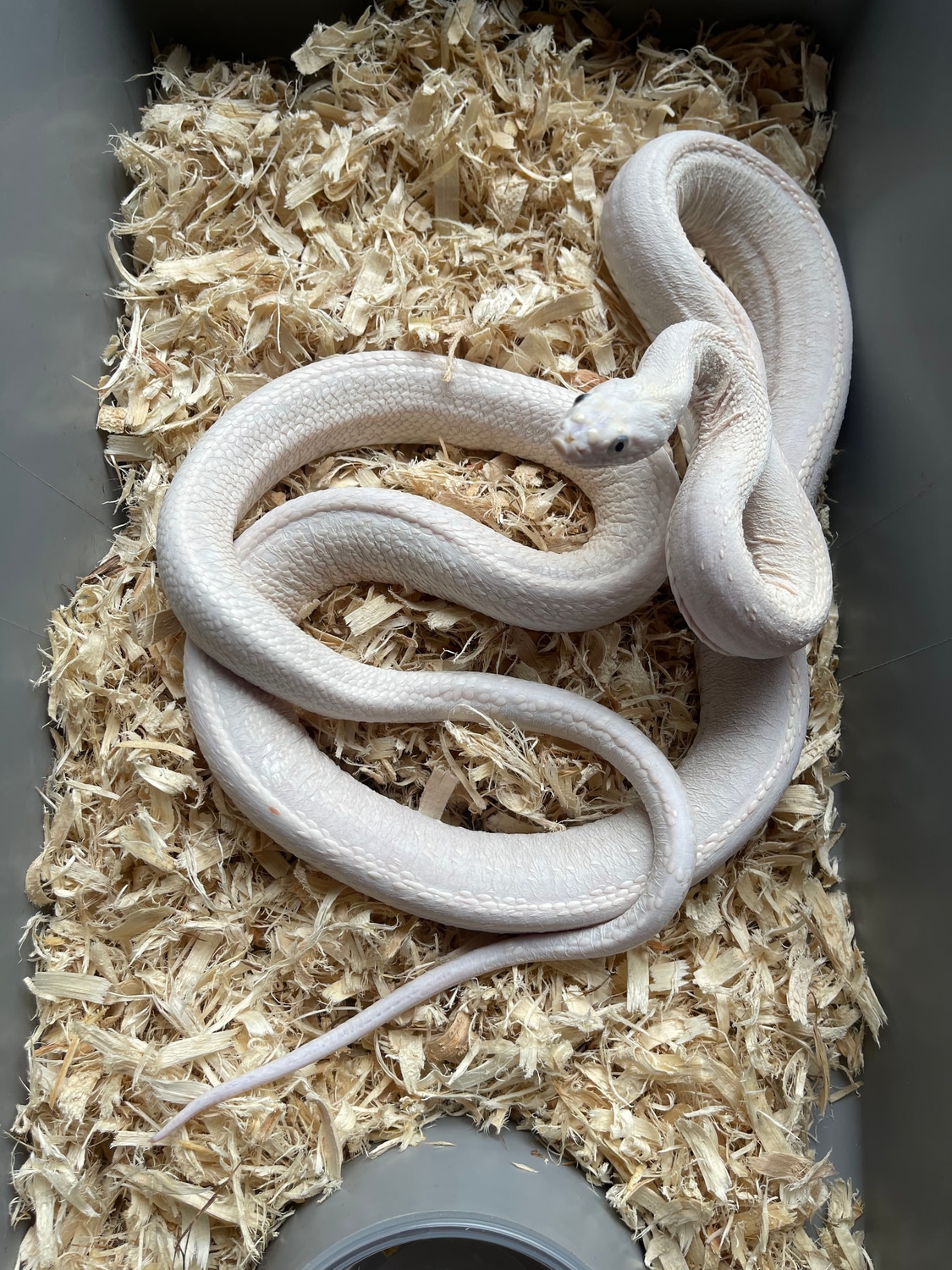 Leucistic Scaless Eastern Rat Snake by Fire Horse Exotics LLC - MorphMarket