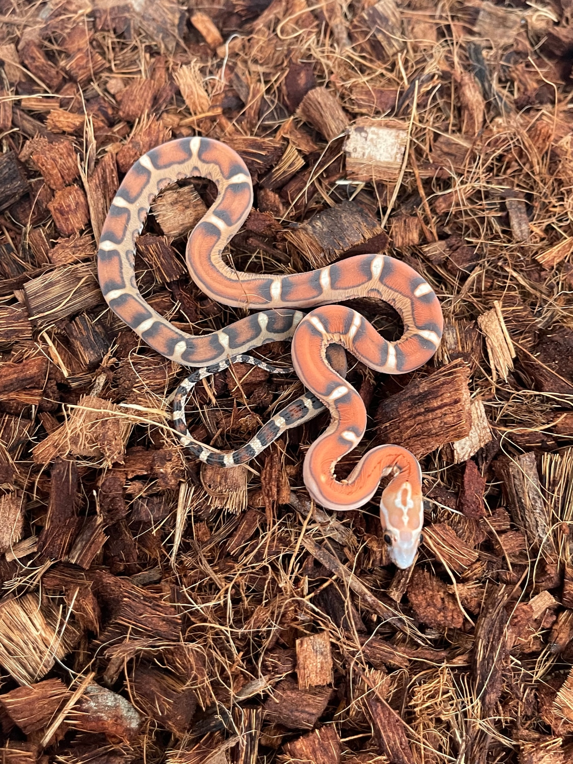 Scaleless Corn Snake by Fire Horse Exotics LLC - MorphMarket
