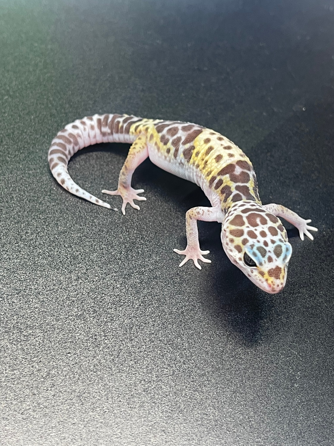 West Indian Leopard Gecko by Fire Horse Exotics LLC - MorphMarket