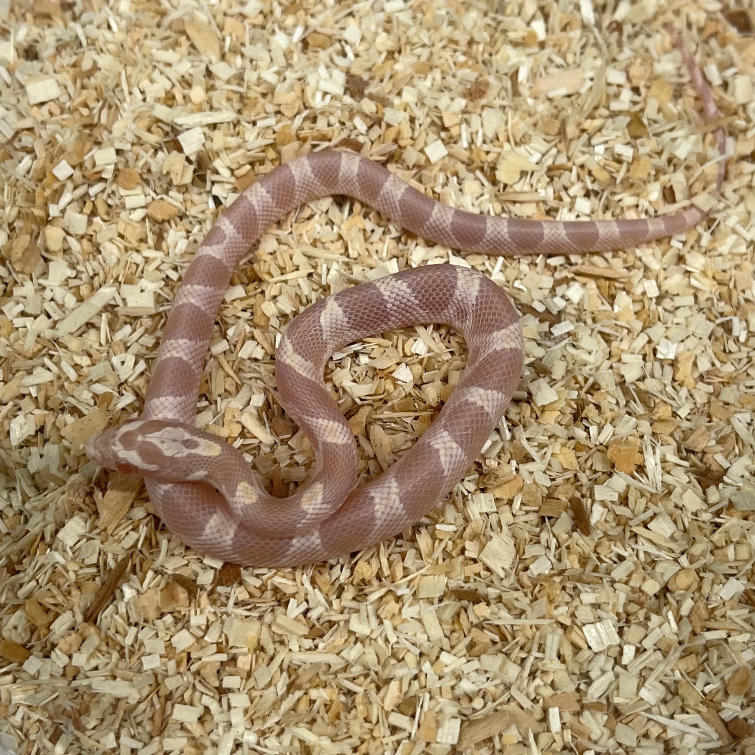 Mandarin Corn Snake by Fire Horse Exotics LLC - MorphMarket