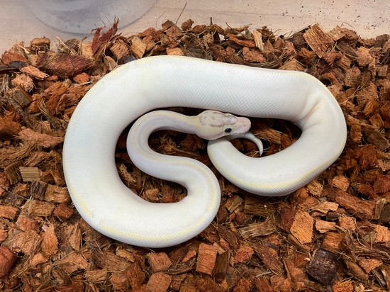 Pastel Enchi Ivory Ball Python by Fire Horse Exotics LLC