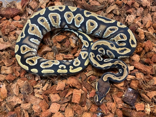 Cypress Yellowbelly Ball Python by Fire Horse Exotics LLC