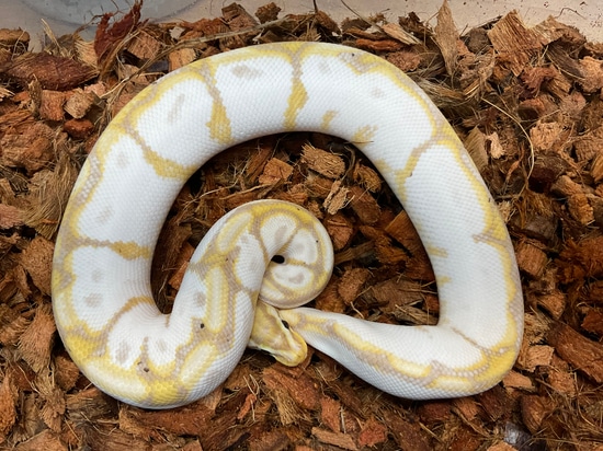 Banana Cinnamon Calico Spider Ball Python by Fire Horse Exotics LLC
