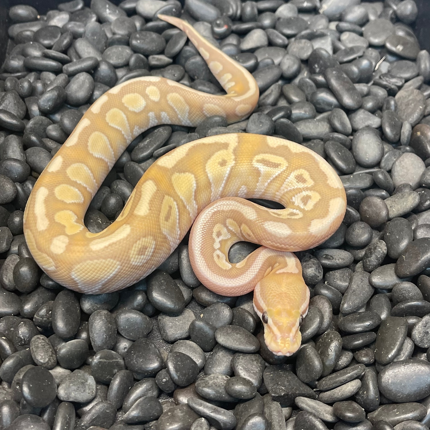 Banana Lesser Pos Het Pied Ball Python by Fire Horse Exotics LLC ...