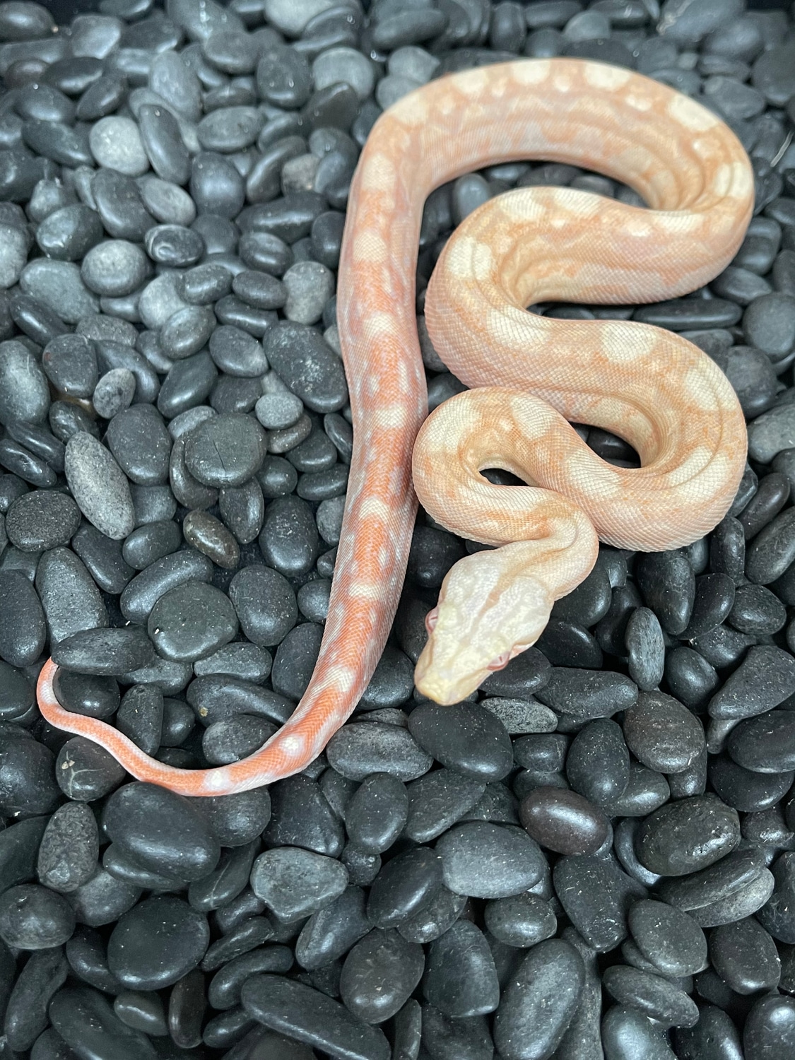 Sharp Sunglow Aztec 50% Pos Het Anery Boa Constrictor by Fire Horse ...