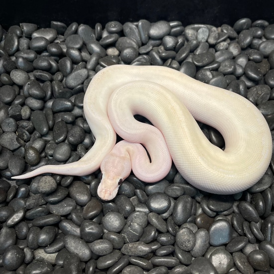 Banana Ivory Ball Python by Fire Horse Exotics LLC