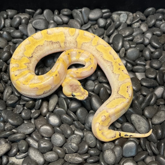 Pastel Enchi Champagne Ball Python by Fire Horse Exotics LLC