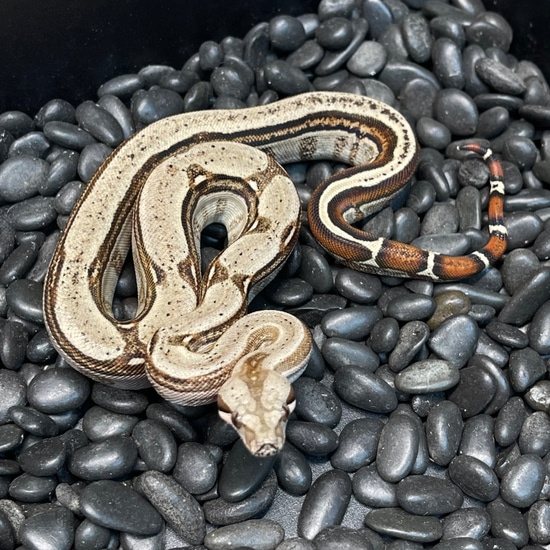 Het Leopard Het Sterling Boa Constrictor by Fire Horse Exotics LLC