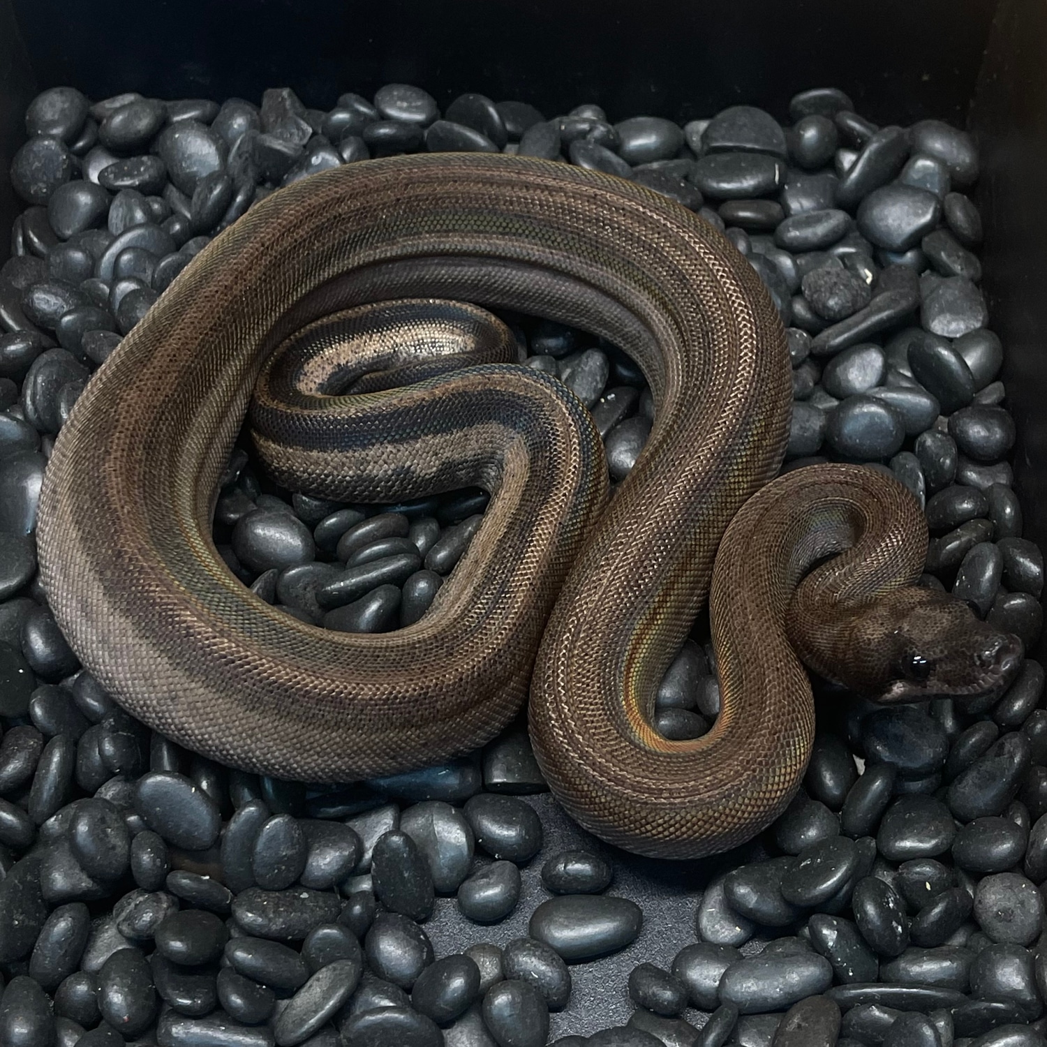 Eclipse Het Albino Boa Constrictor by Fire Horse Exotics LLC - MorphMarket