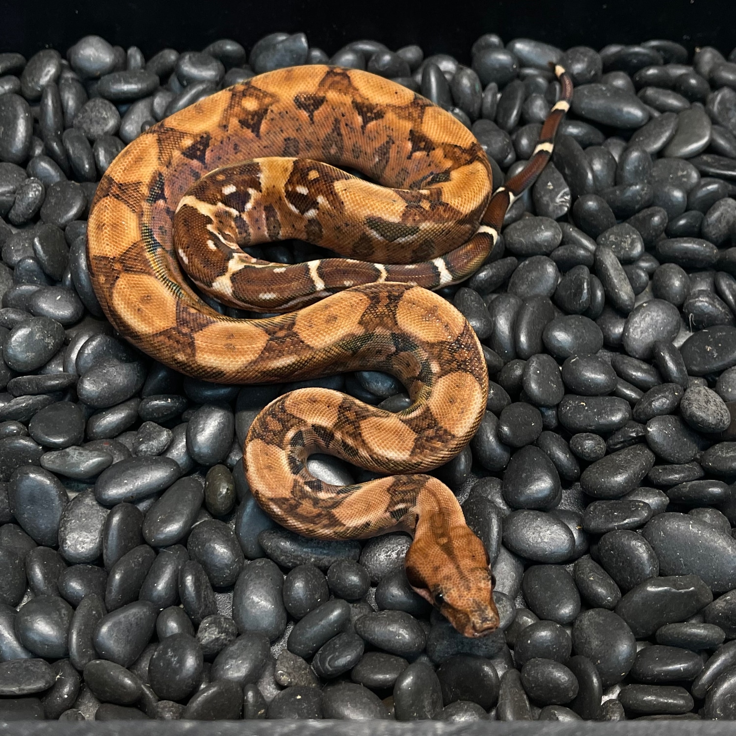 Hypo Blood 66% Het Albino Kahl Boa Constrictor by Fire Horse Exotics ...