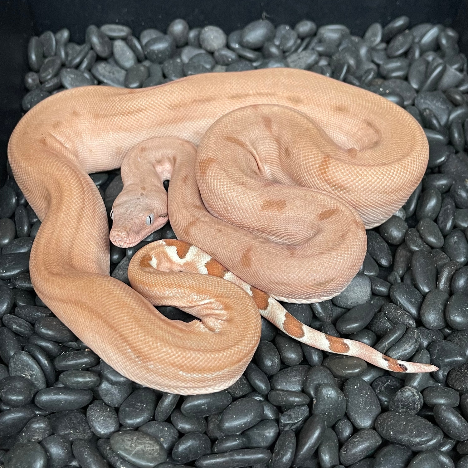 Hypo Scoria Het Anery Boa Constrictor by Fire Horse Exotics LLC ...