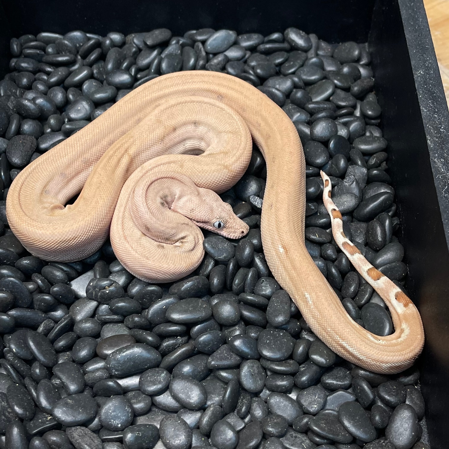 Scoria Hypo Het Anery Boa Constrictor by Fire Horse Exotics LLC ...
