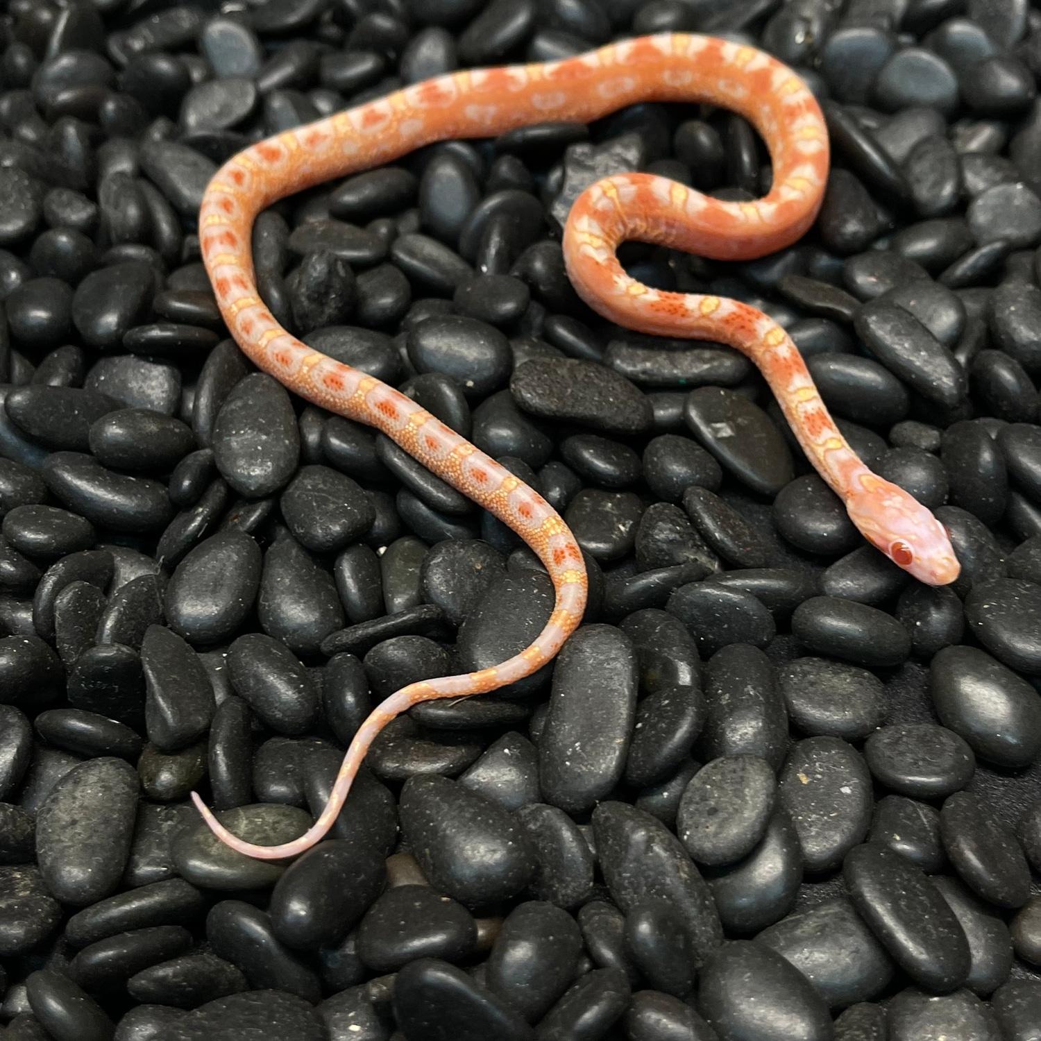 20022 Albino Scaleless Corn Snake by Fire Horse Exotics LLC - MorphMarket